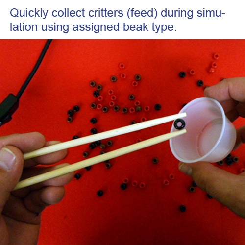 Evolution by Natural Selection - RAFT