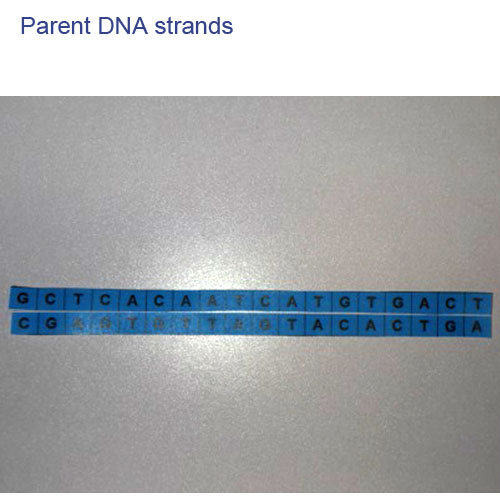 PCR Cycle Models - RAFT