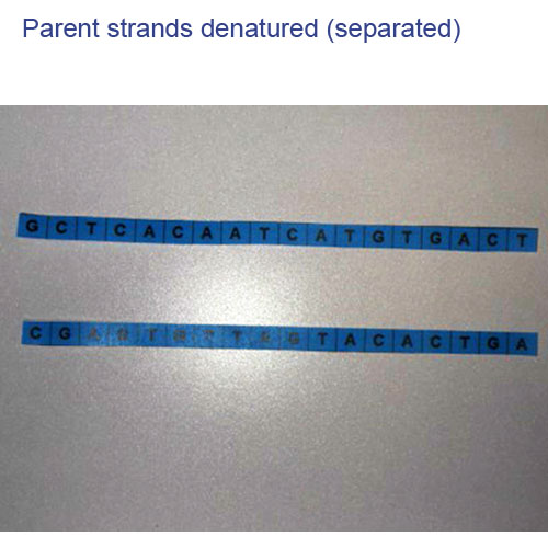 PCR Cycle Models - RAFT