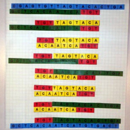 PCR Cycle Models - RAFT